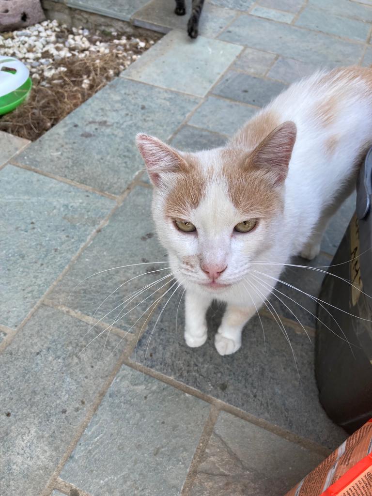 Cats reserved for adoption and ready to go