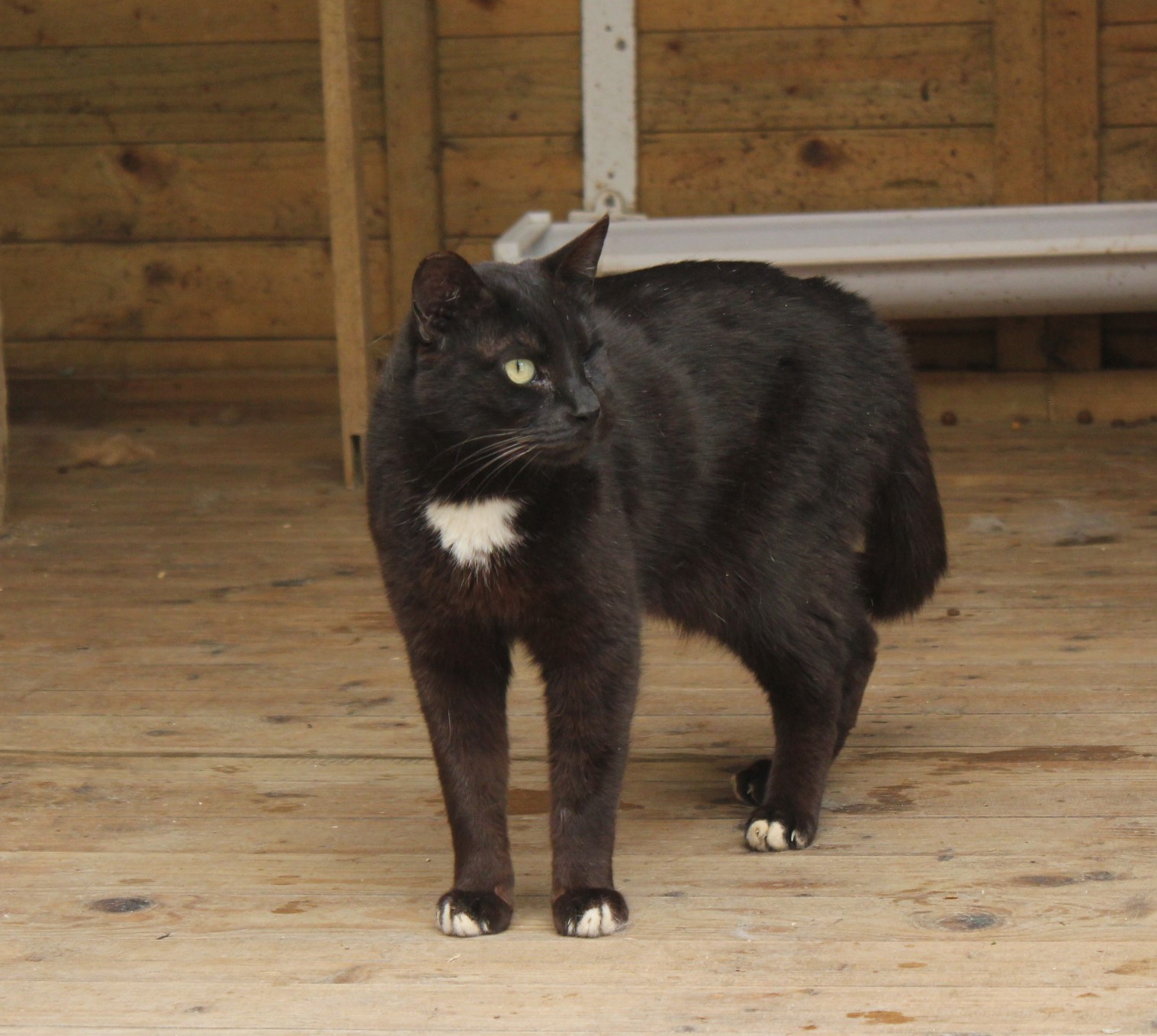Cats with disabilities or special needs