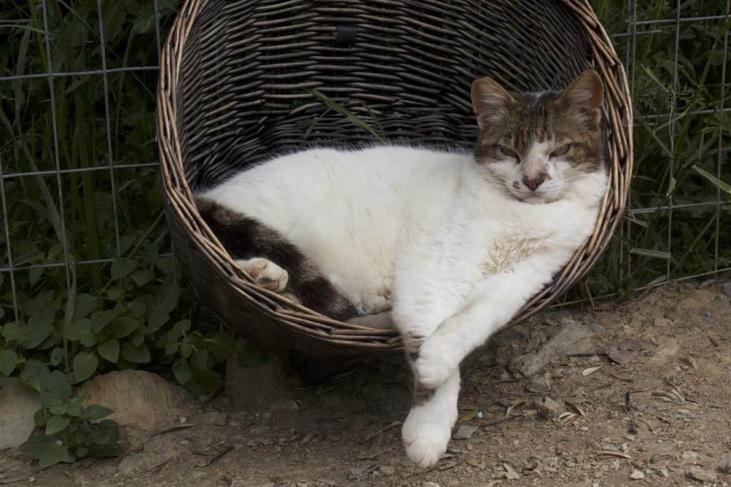 Cats 5 years and upwards